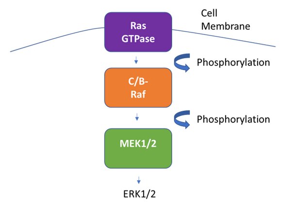 MILLIPLEX MAP Ras-Raf Oncoprotein Magnetic Bead Panel 6-Plex - Cell ...